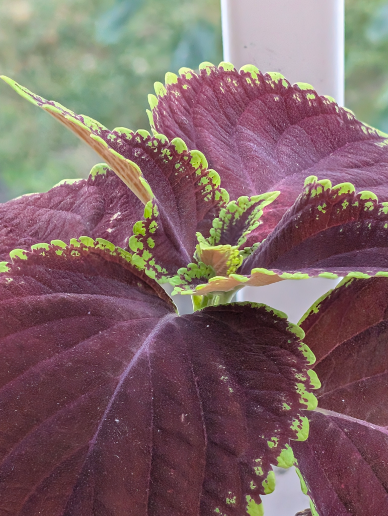 Coleus Care for Beginners: Everything You Need to Know